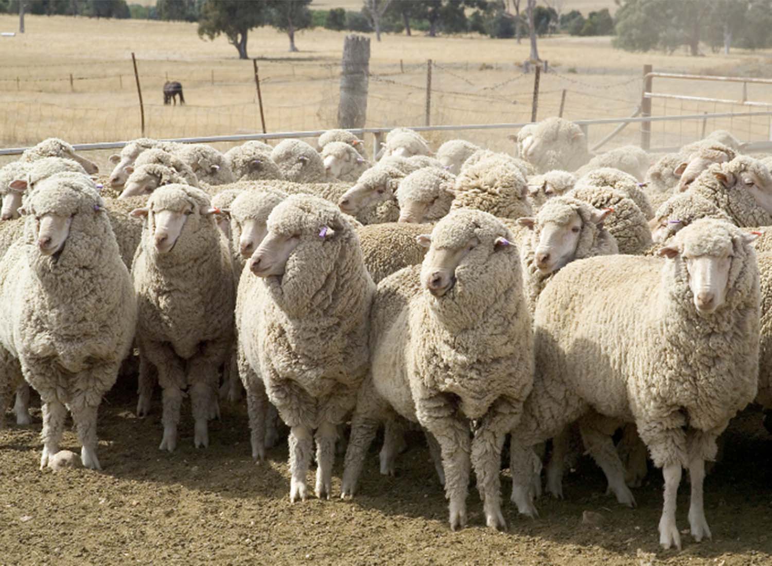 Sheep farmer turns to regenerative practices | RAMP