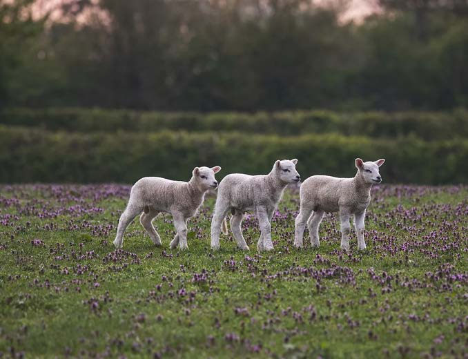 Confidence in moving towards regenerative agriculture | RAMP
