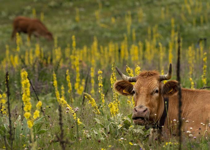 Moving towards regenerative cattle farming | RAMP