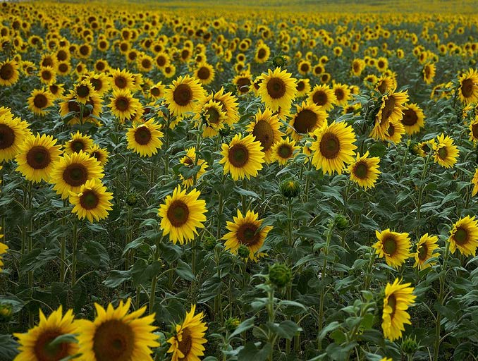 Improving soil health with a cash crop | RAMP